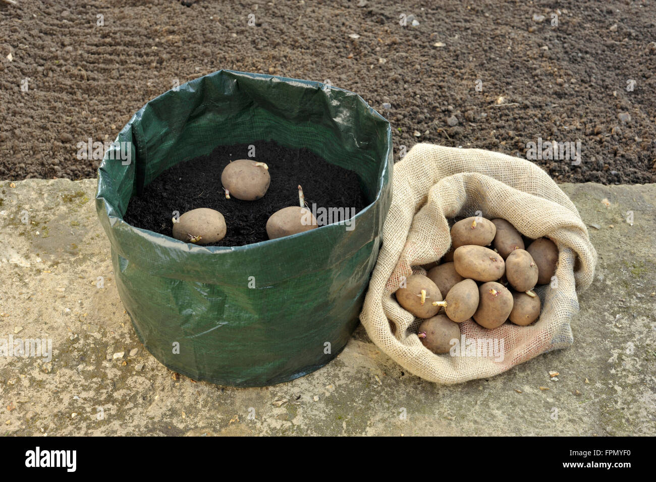 Planting seed potatoes in a growing bag or patio container of compost ...
