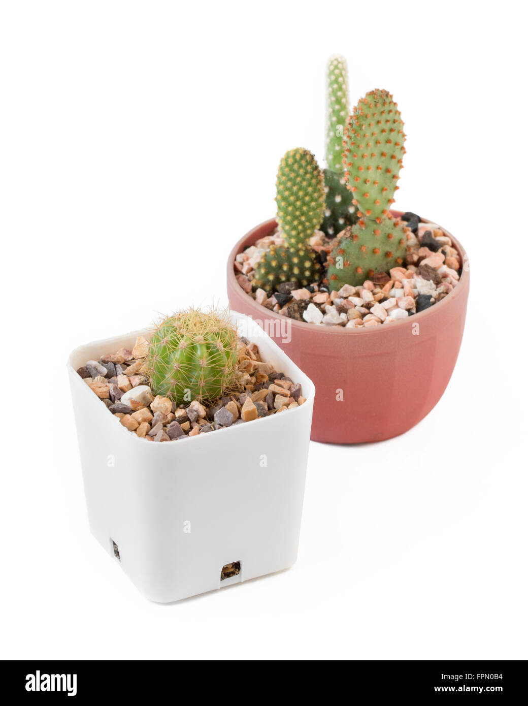 baby cactus in Lovely potted isolated on white background Stock Photo ...