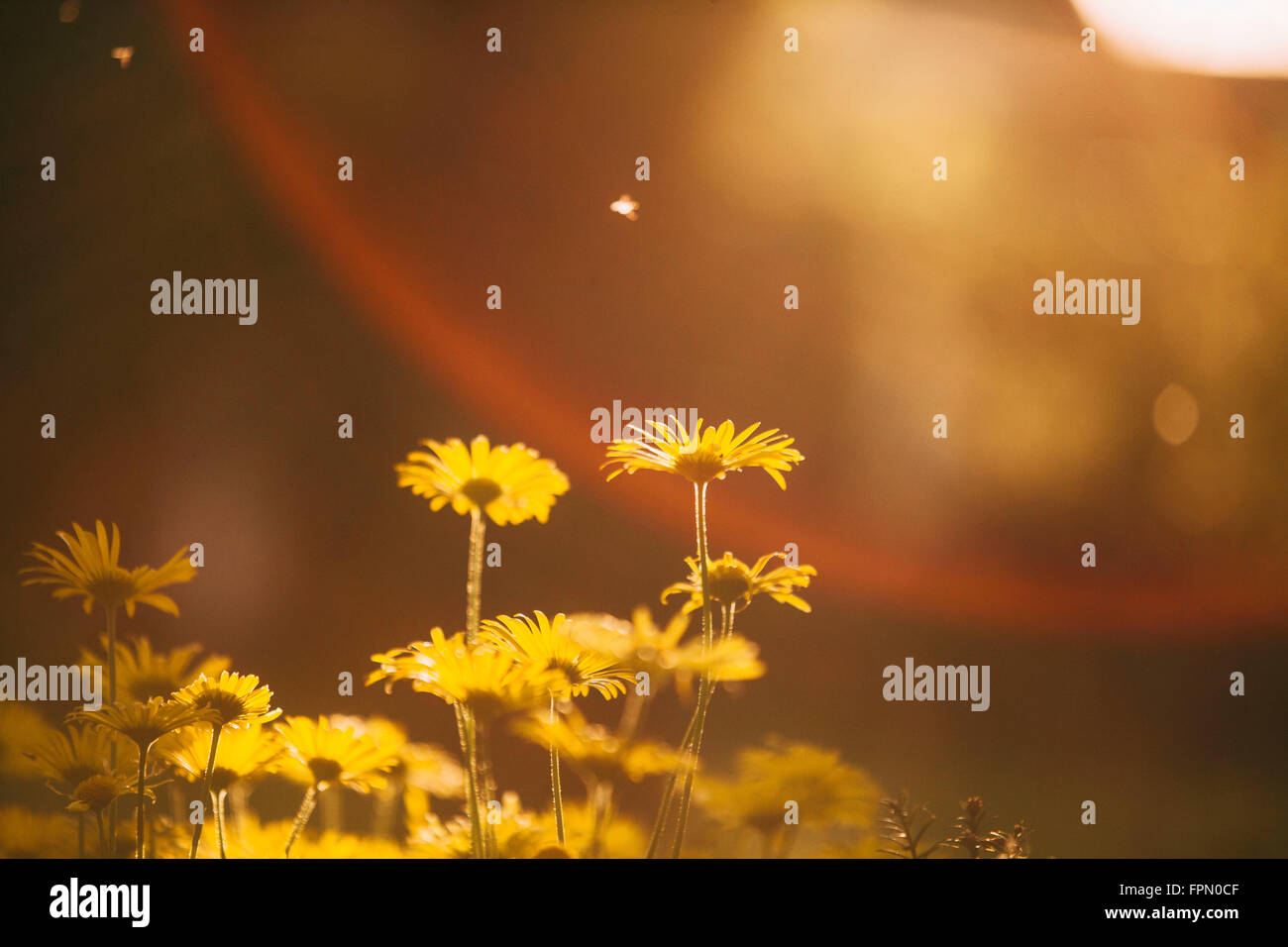 Flower, Doronicum, backlight Stock Photo - Alamy