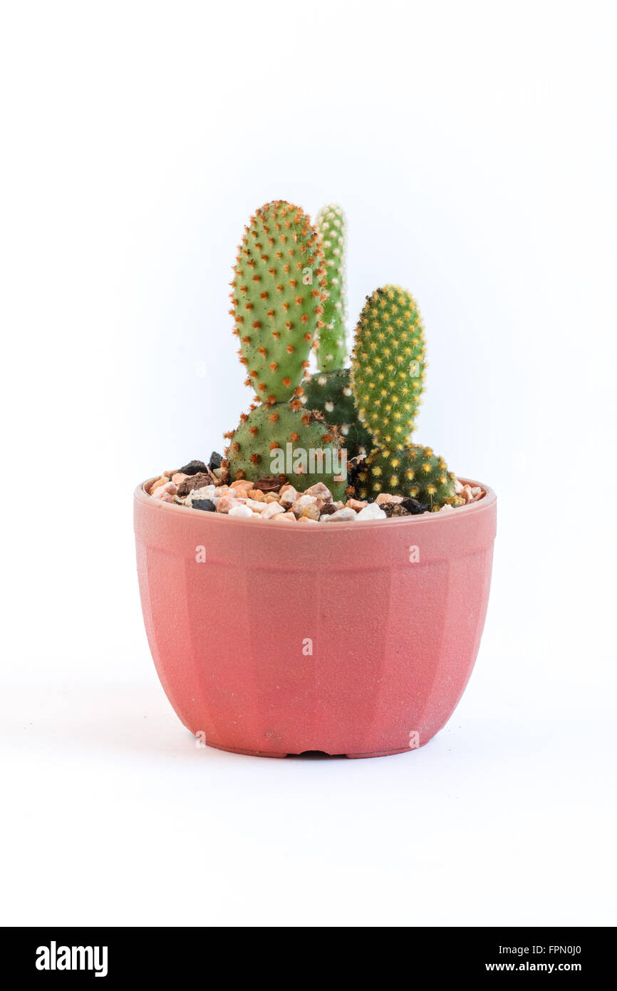 baby cactus in Lovely potted isolated on white background Stock Photo ...