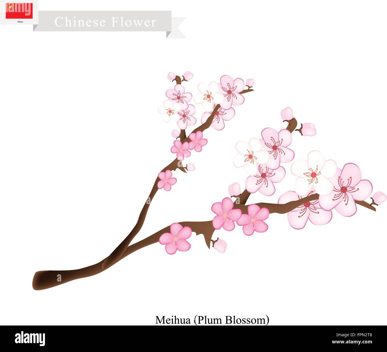 China Flower, Illustration of Meihua or Plum Blossom. One of Most ...