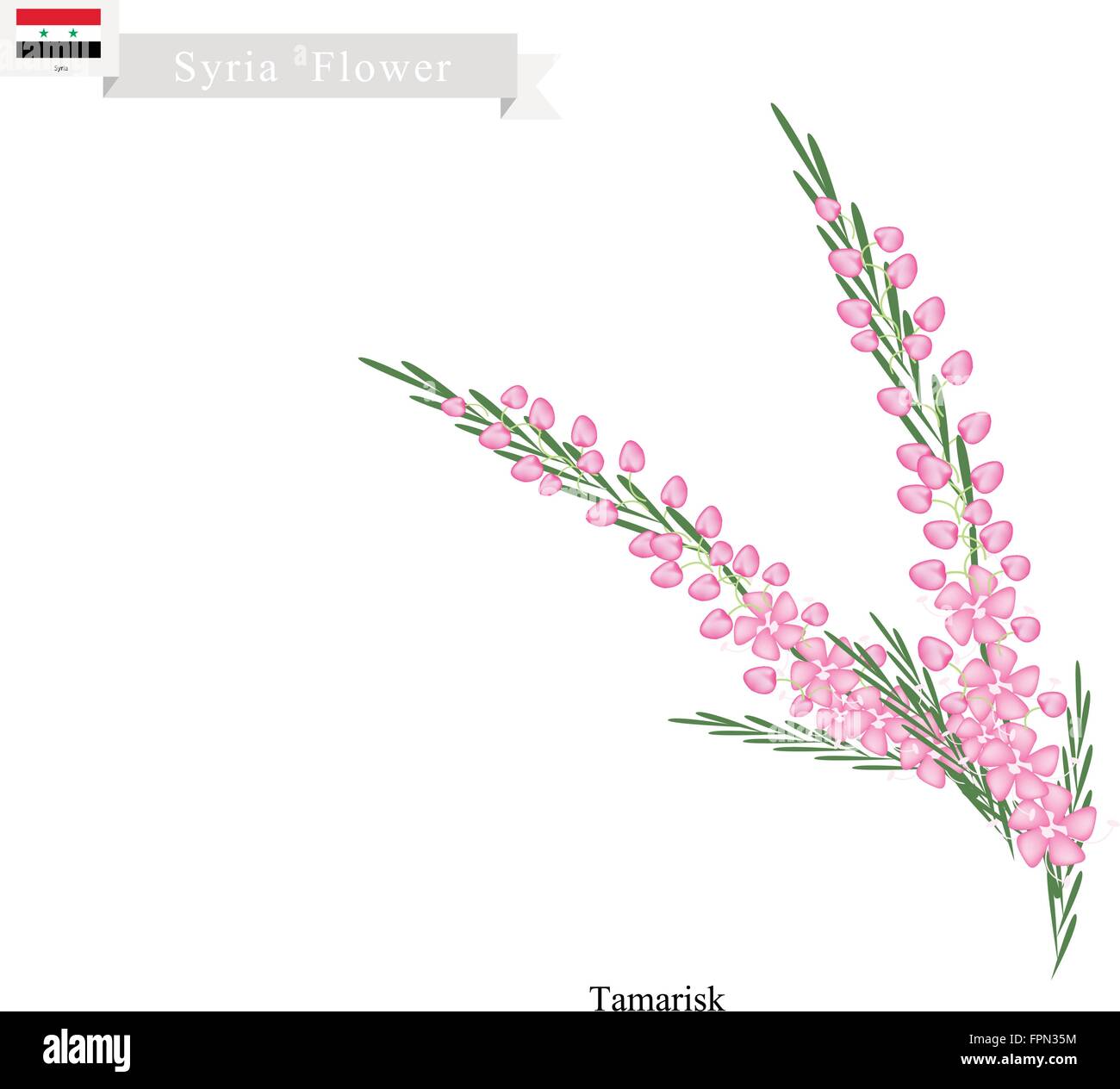 Tamarix illustration Stock Vector Images - Alamy