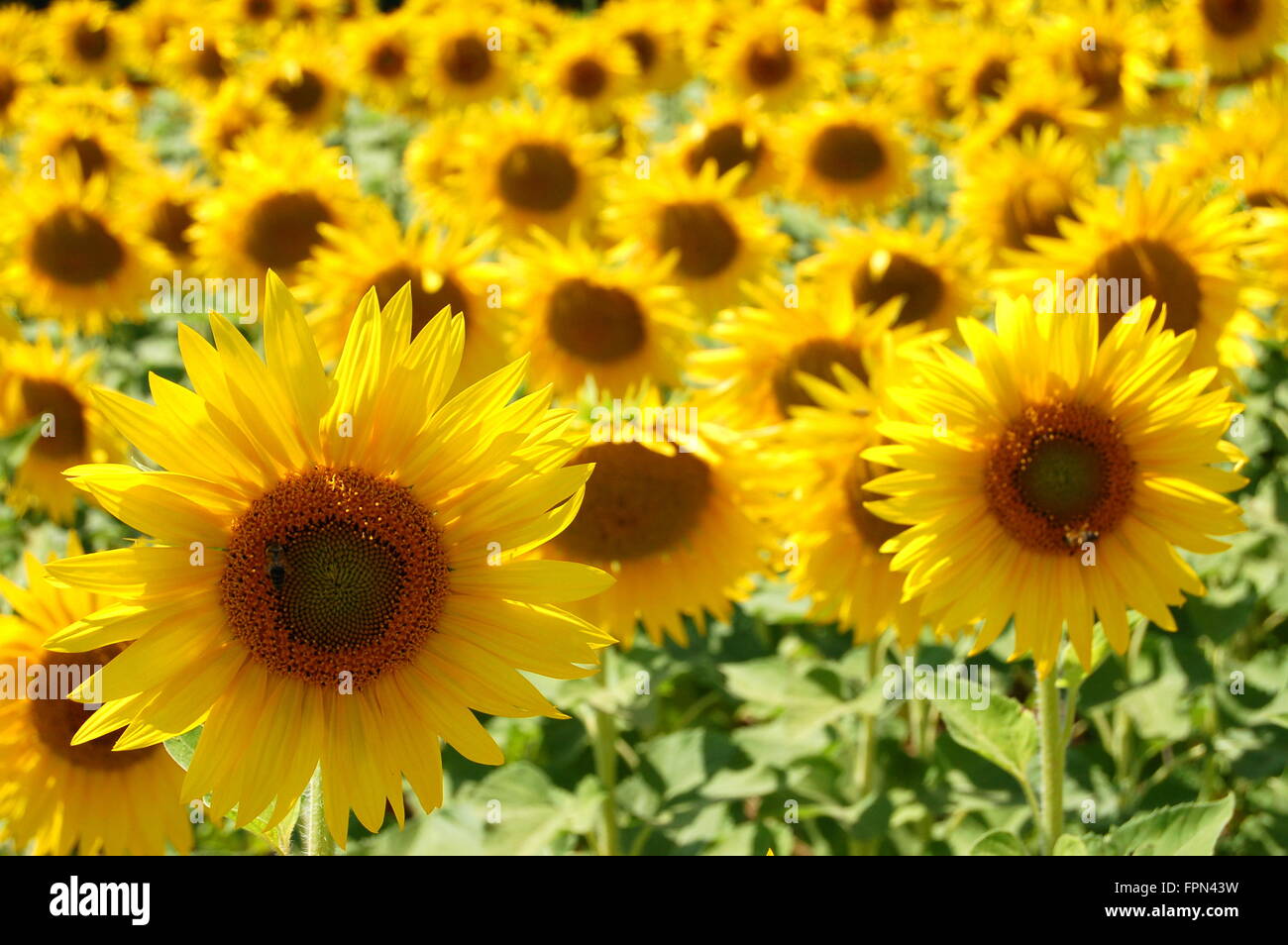 Hungarian sunflowers hi-res stock photography and images - Alamy