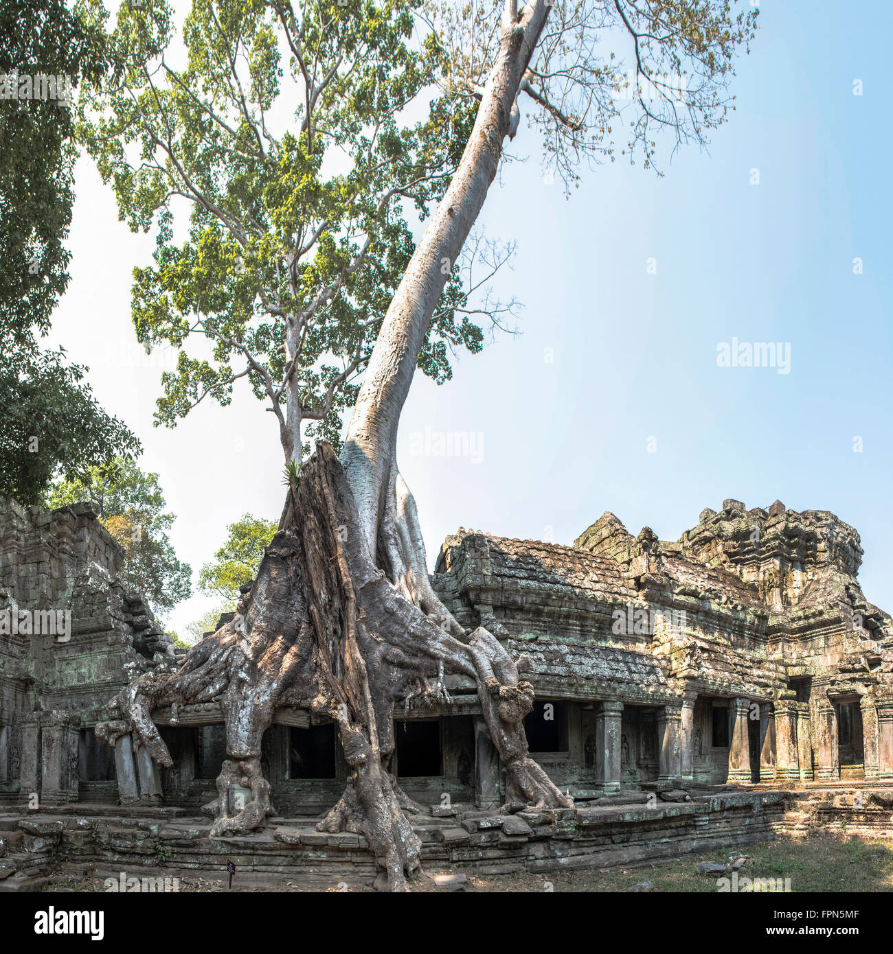 A huge tree growing out and over the ruins of Preah Khan, Temple of the ...