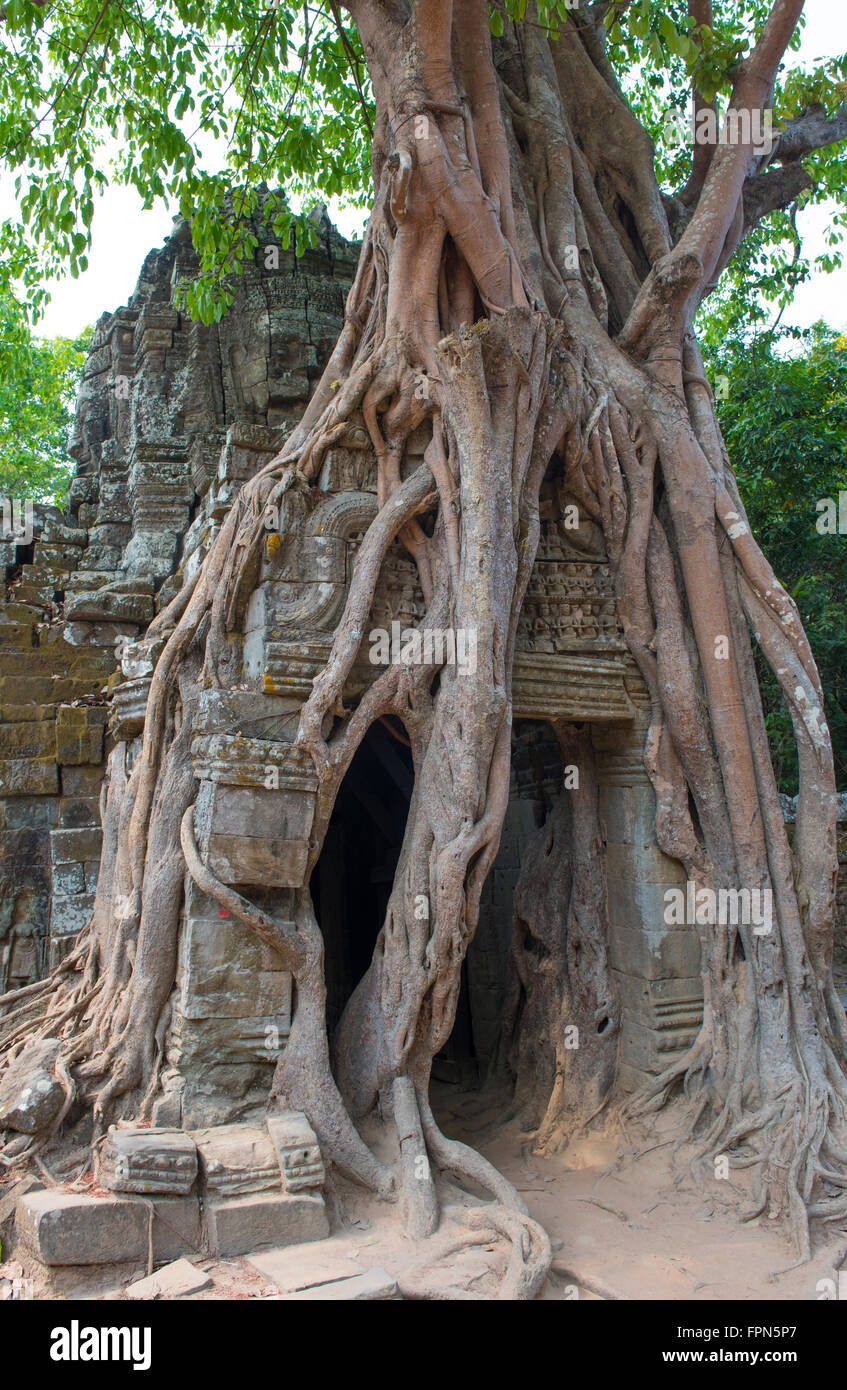 Spectacular fig tree ficus religiosa hi-res stock photography and ...