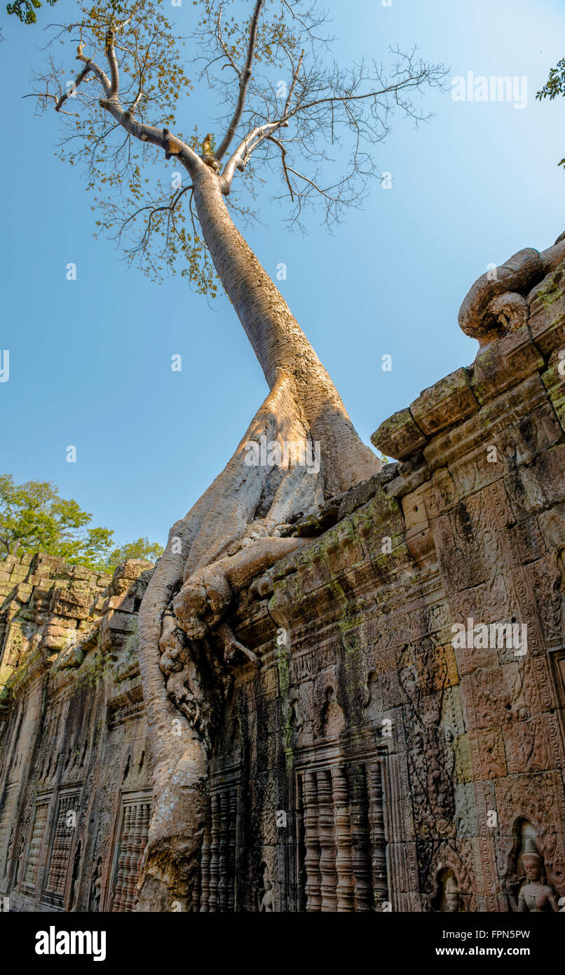 A huge tree growing out and over the ruins of Preah Khan, Temple of the ...
