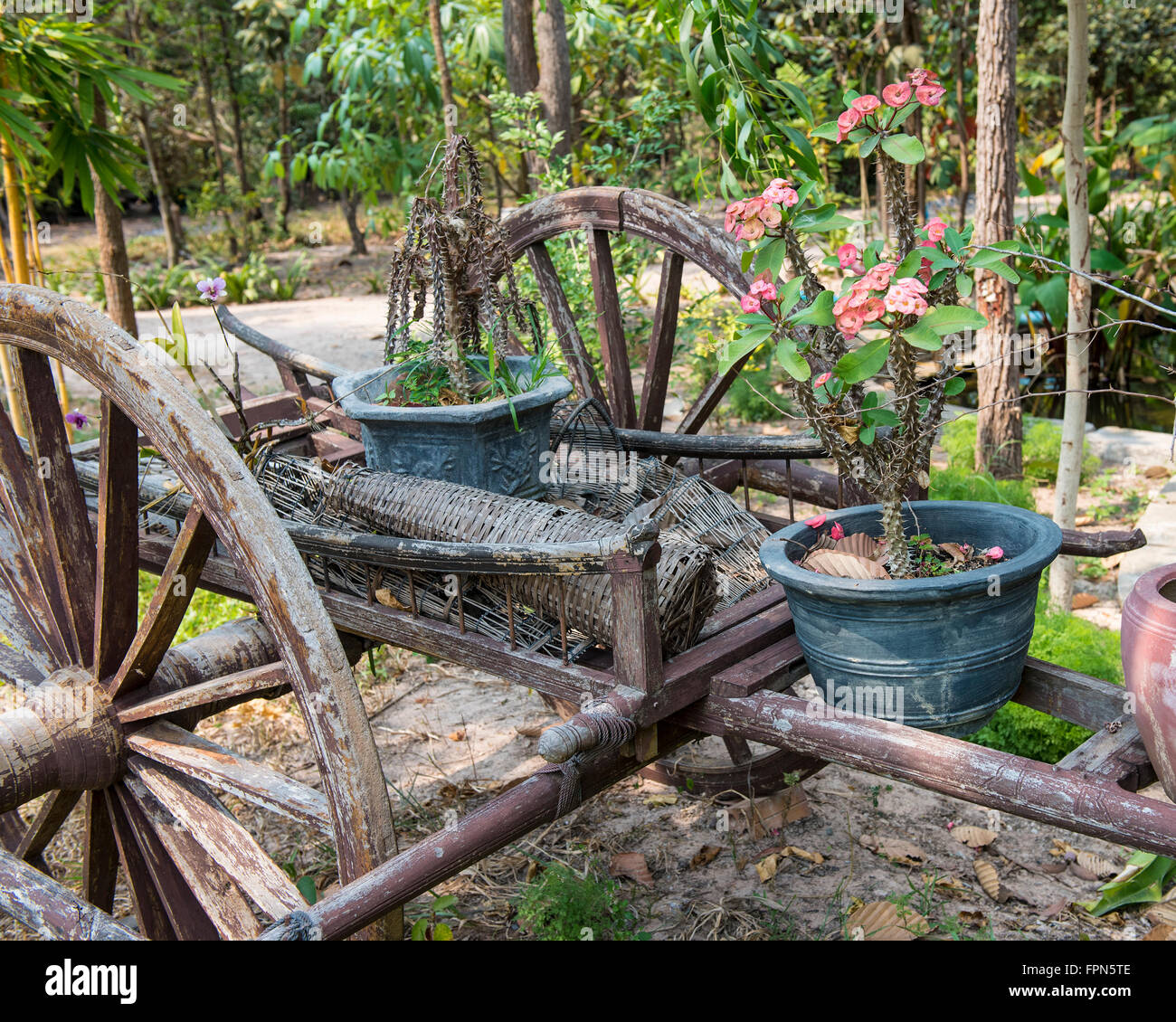 Simple old Ox Cart decoration in the village street with thorny ...