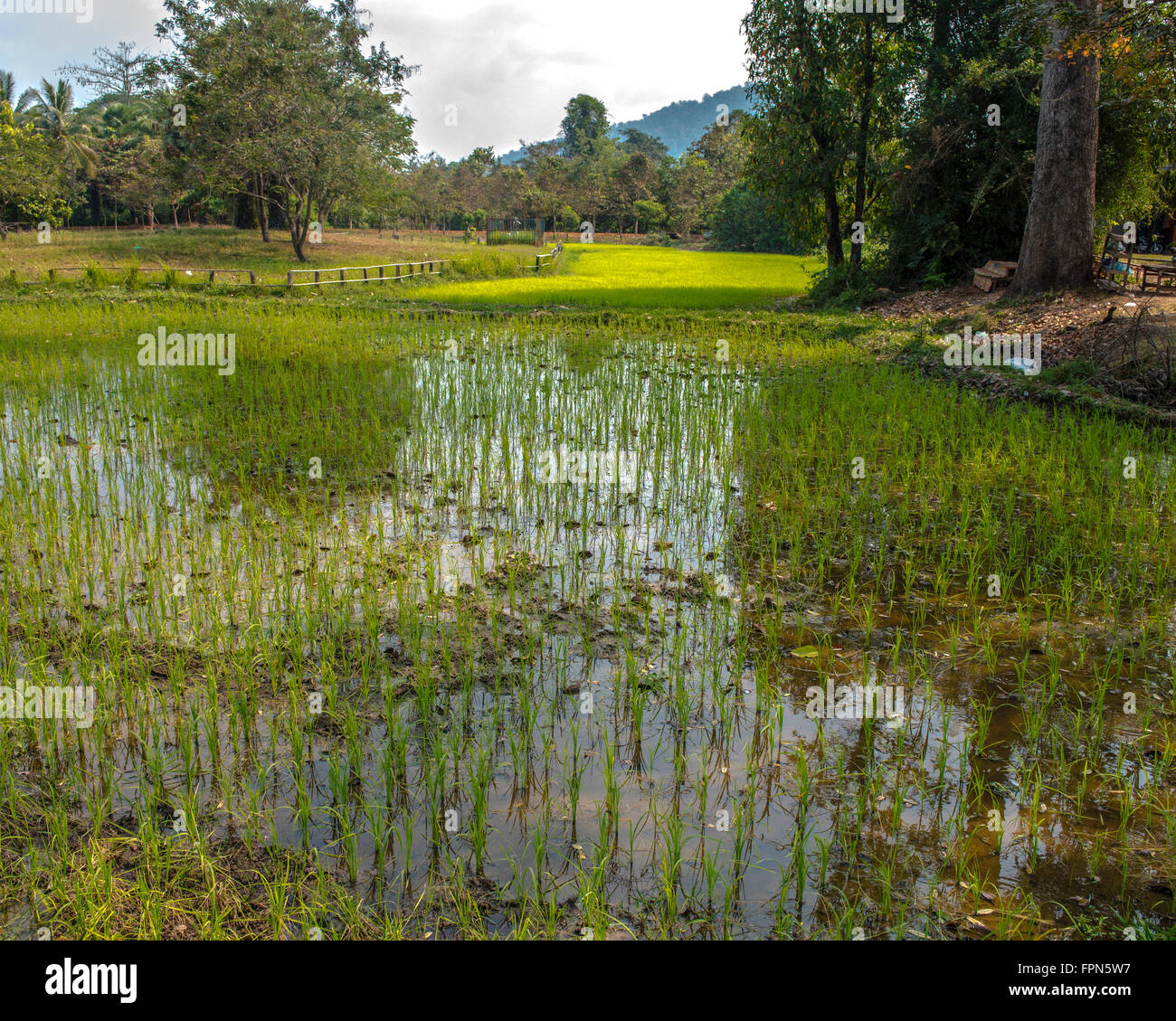 Cambodia rice field hi-res stock photography and images - Alamy