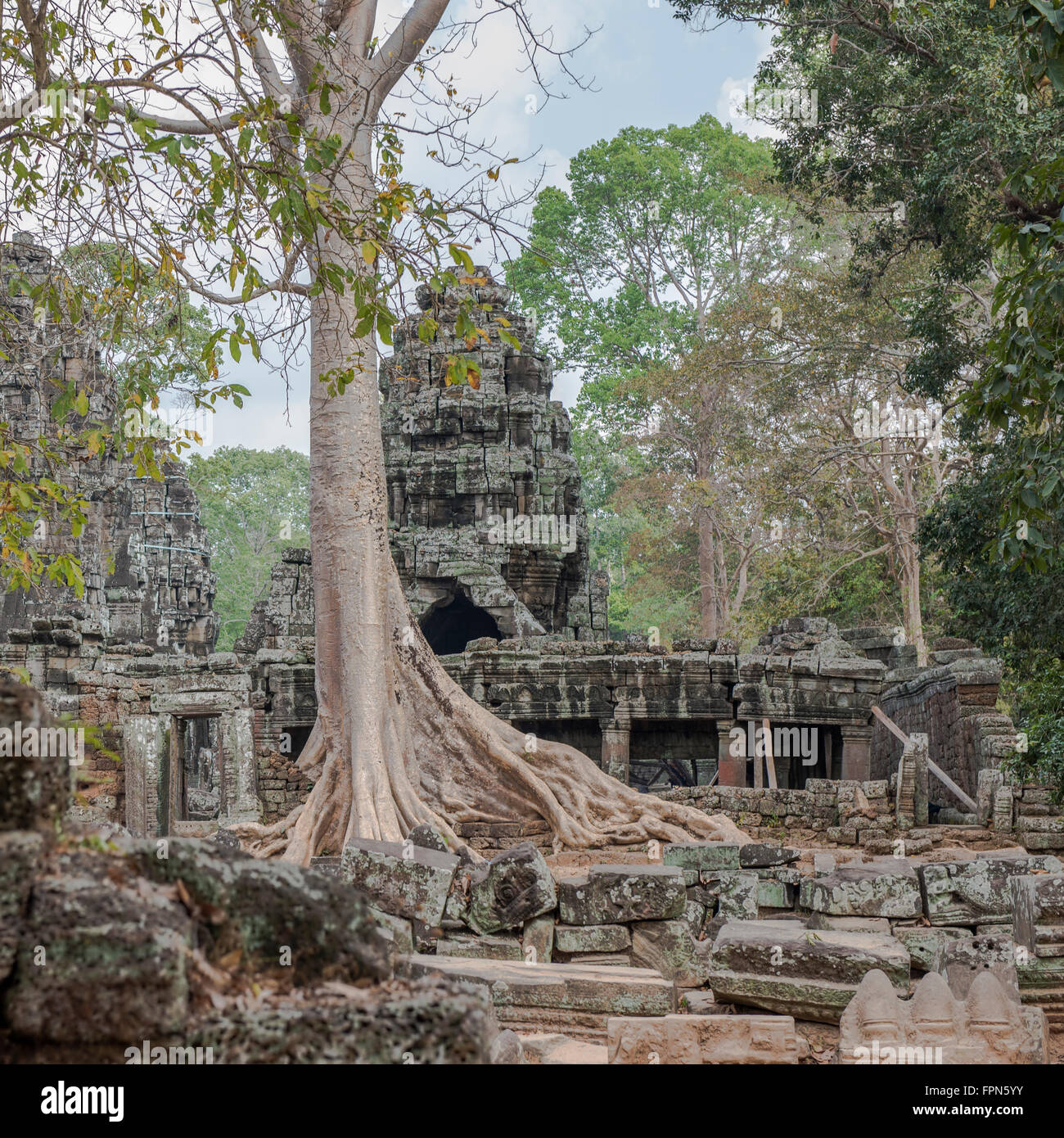 Irvingia malayana hi-res stock photography and images - Alamy