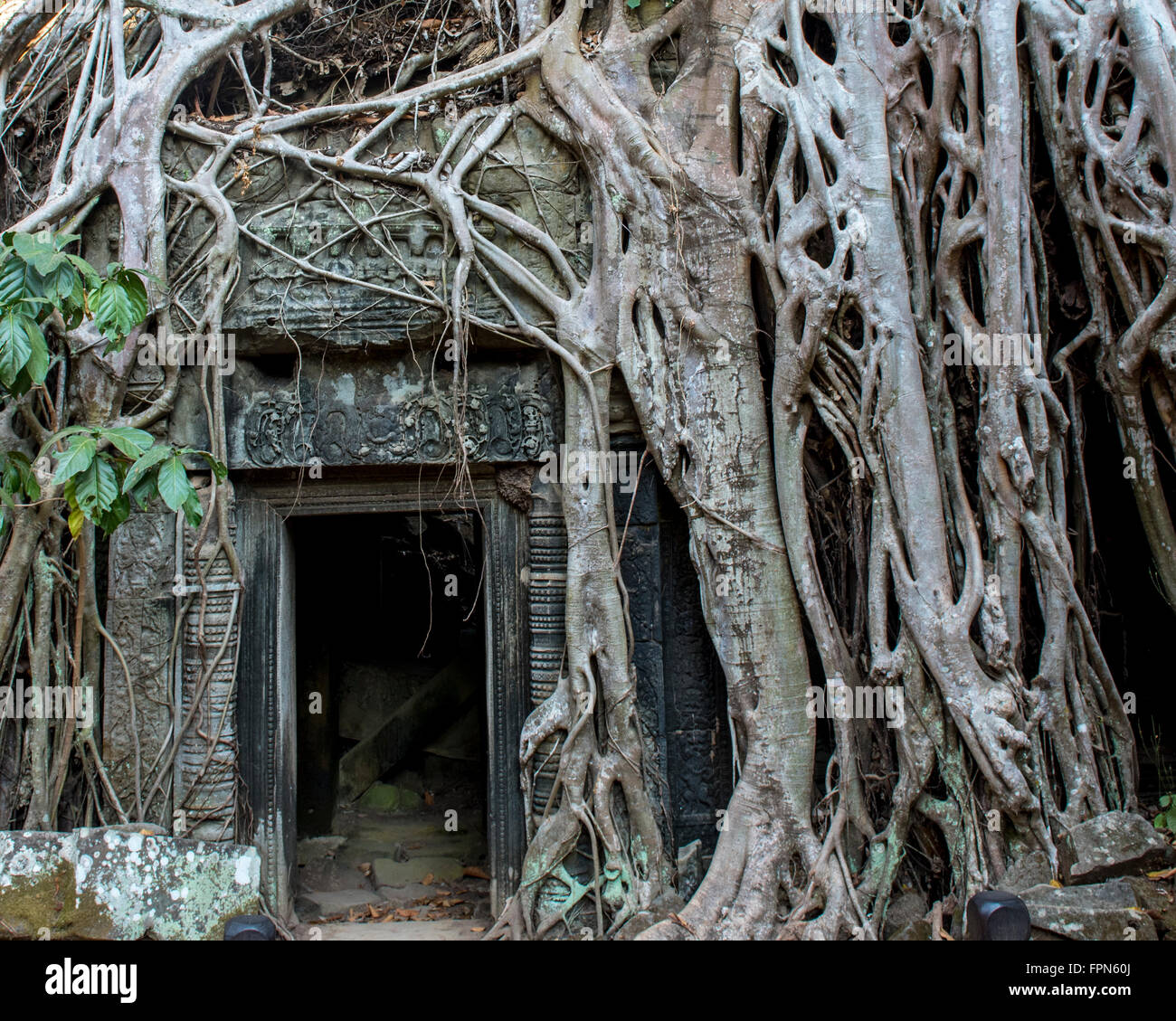 Huge Banyan tree or strangler fig, growing over the 12th Century Ta ...