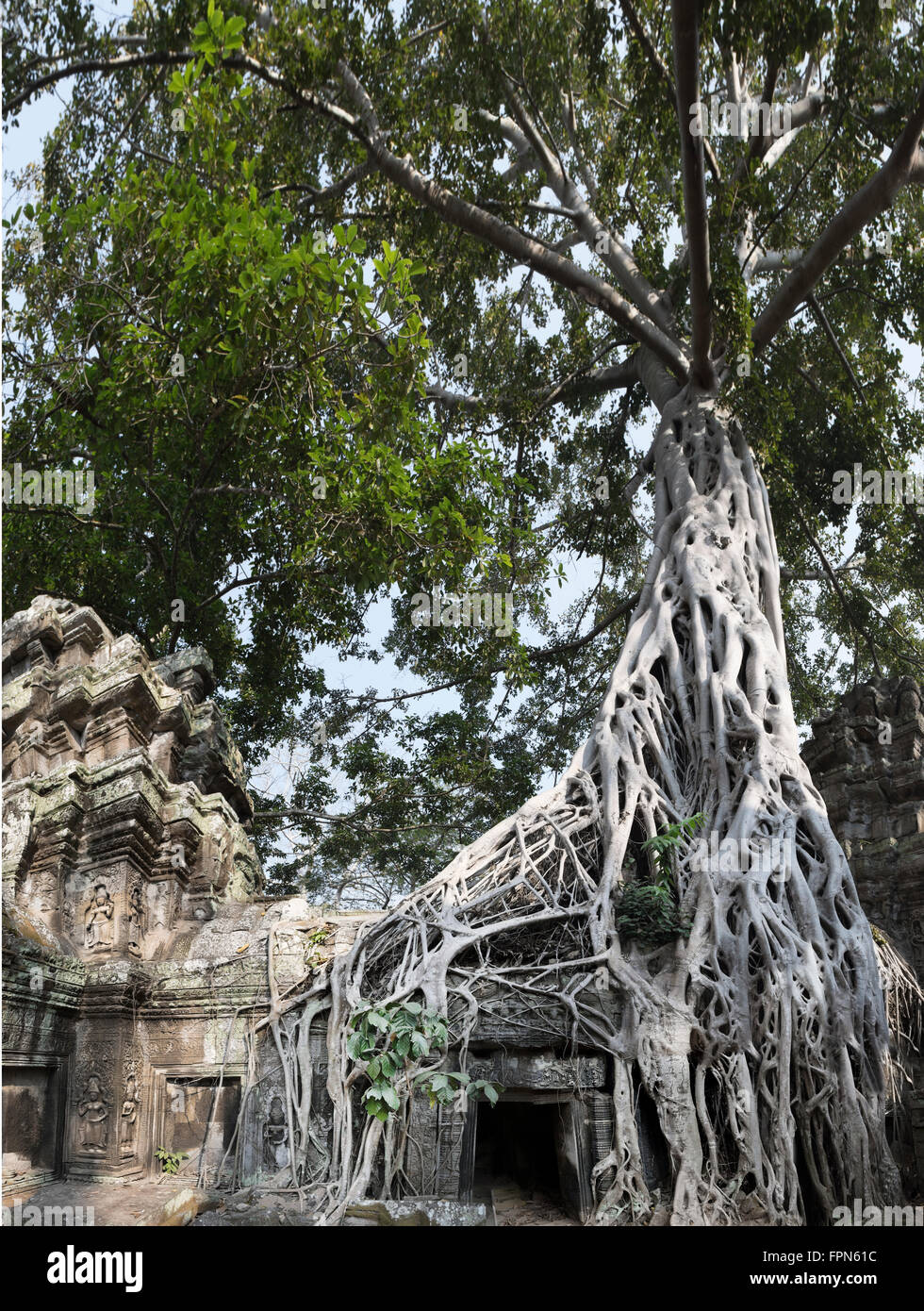 Huge Banyan tree or strangler fig, growing over the 12th Century Ta ...