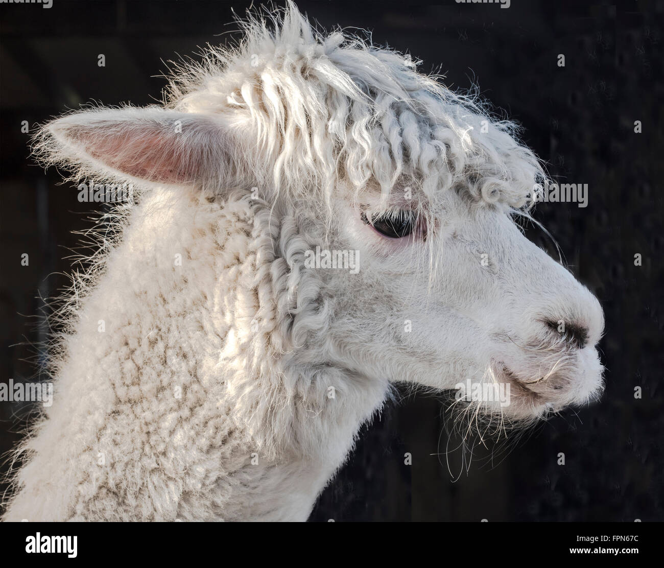 White alpaca standing hi-res stock photography and images - Alamy