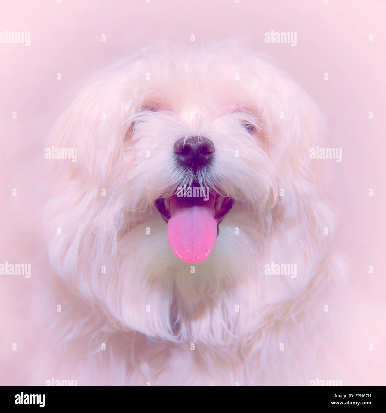 Hollywood film star hi-res stock photography and images - Alamy