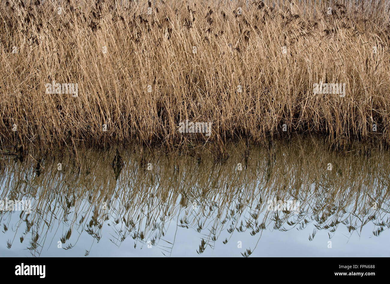 Reflections nature pond reeds water hi-res stock photography and images ...