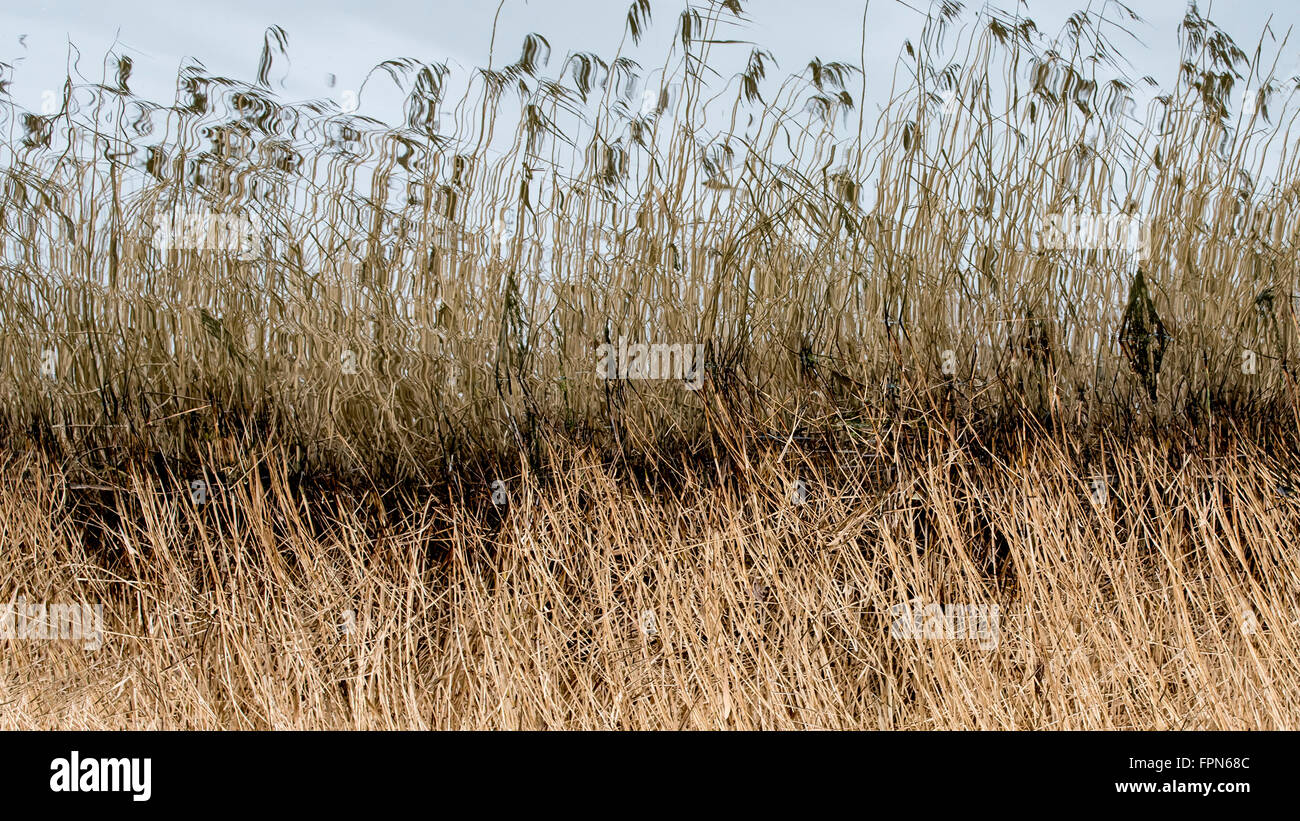 Reflections of dead reeds in the still water with slight ripples,of a ...