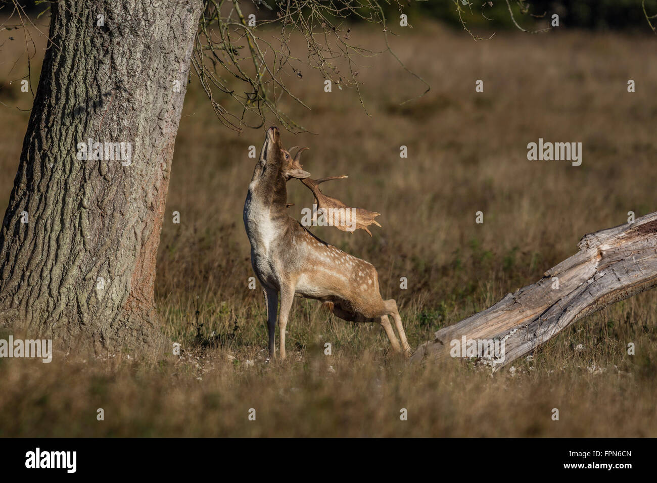 Fallow deer stretching in Petworth Park Stock Photo - Alamy