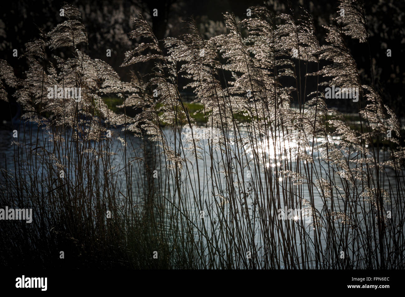 Reeds blowing in wind hi-res stock photography and images - Alamy