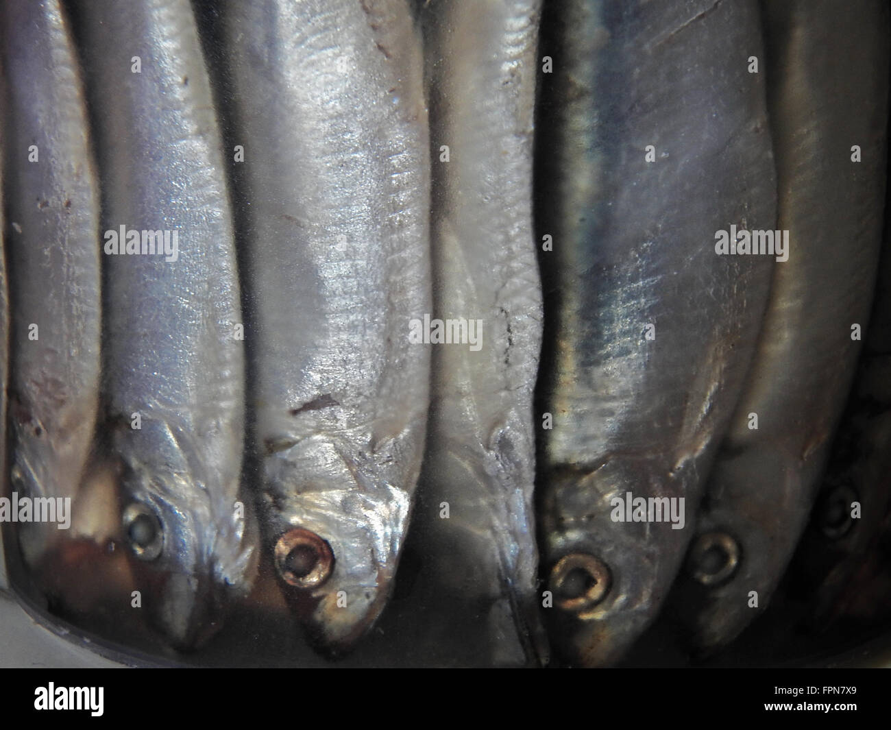 the canned sprat container, Overcrowded with fish. upside down Stock ...