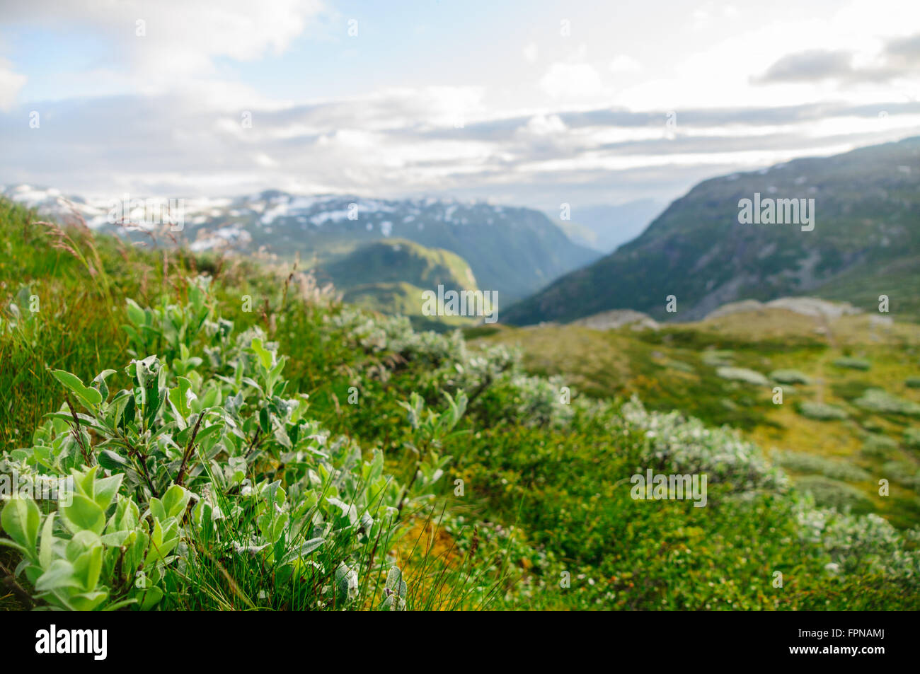Blurred image of summertime highland valley Stock Photo - Alamy