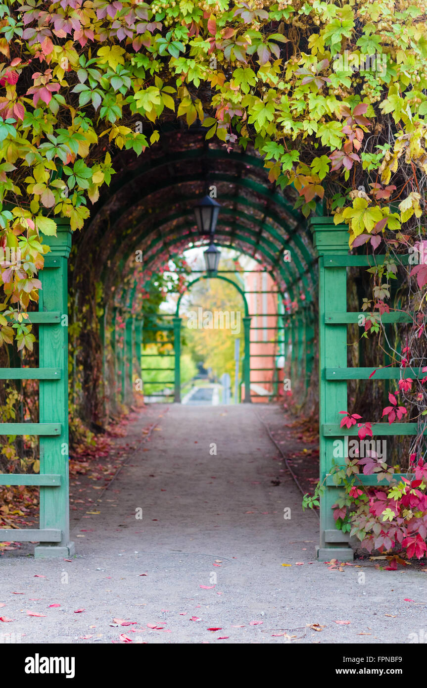 Pergola with colorful climbing plants, autumn scene Stock Photo - Alamy