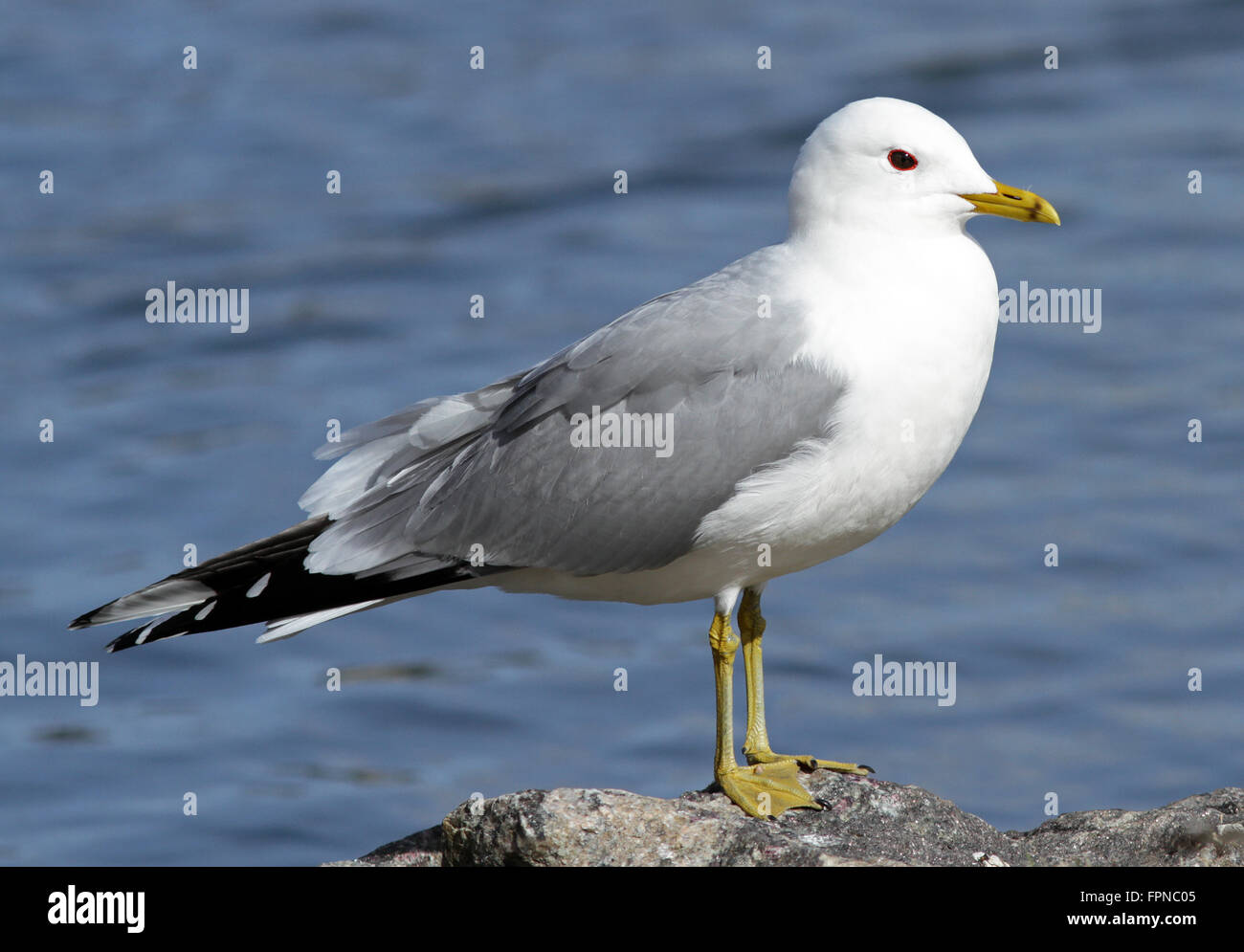 Seagull on sea shore hi-res stock photography and images - Alamy
