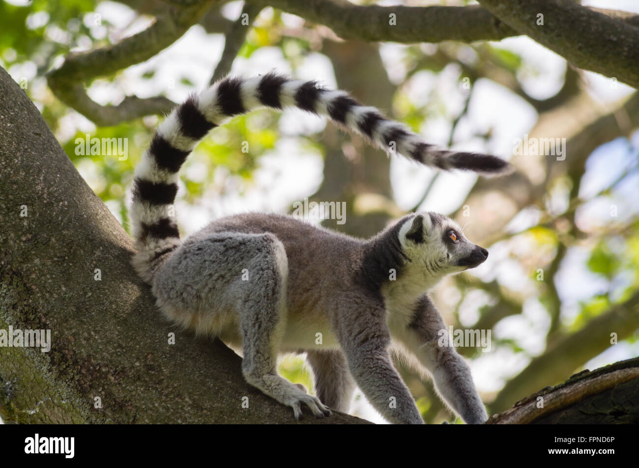 A ring tailed Lemur in a tree Stock Photo - Alamy