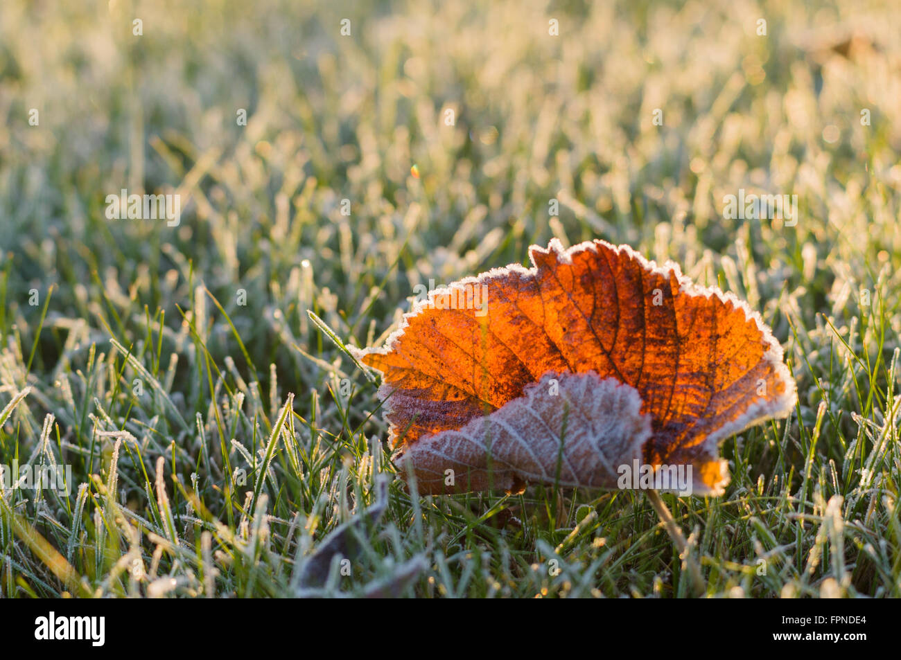 Fallen leaf ground cover hi-res stock photography and images - Alamy