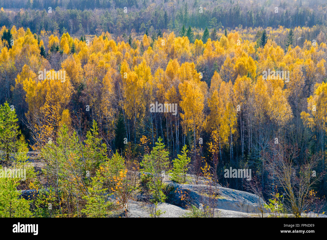 Aerial top view deciduous forest hi-res stock photography and images ...