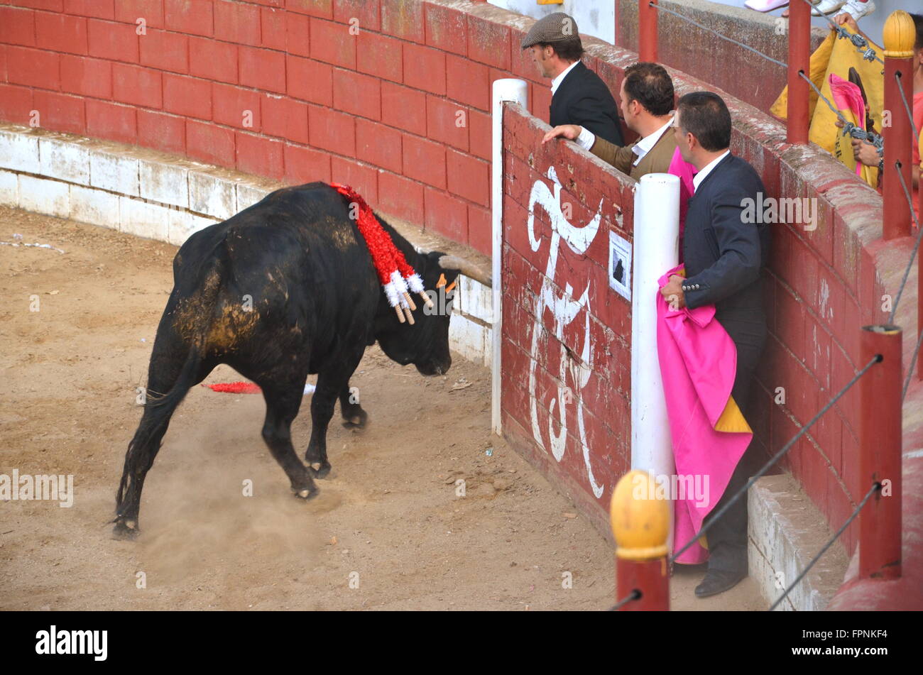 Toreador during corrida show in Fontanar, Spain Stock Photo - Alamy