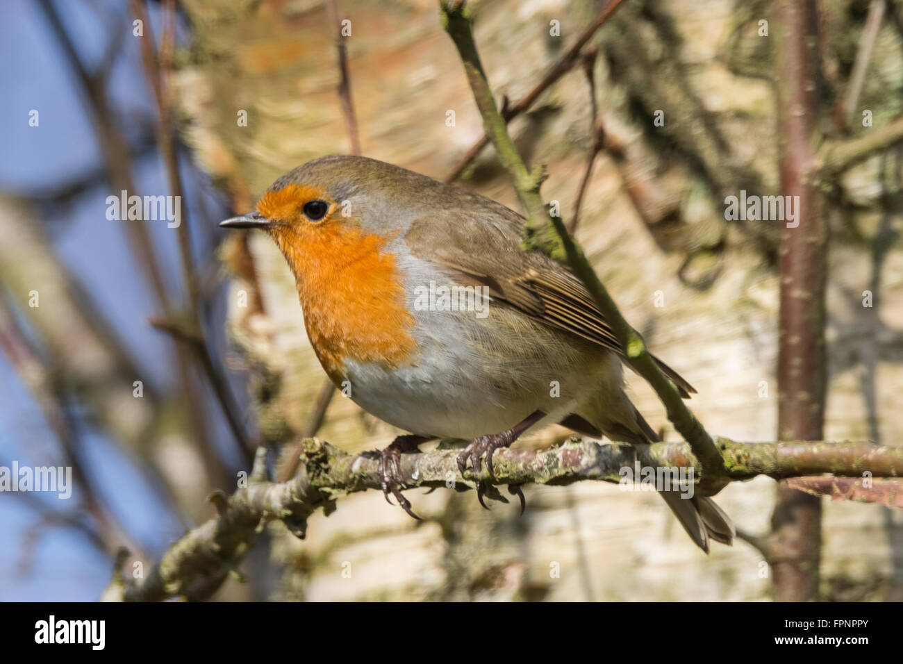 Robin in Mainsriddle garden, near RSPB Mersehead, Dumfries and Galloway ...