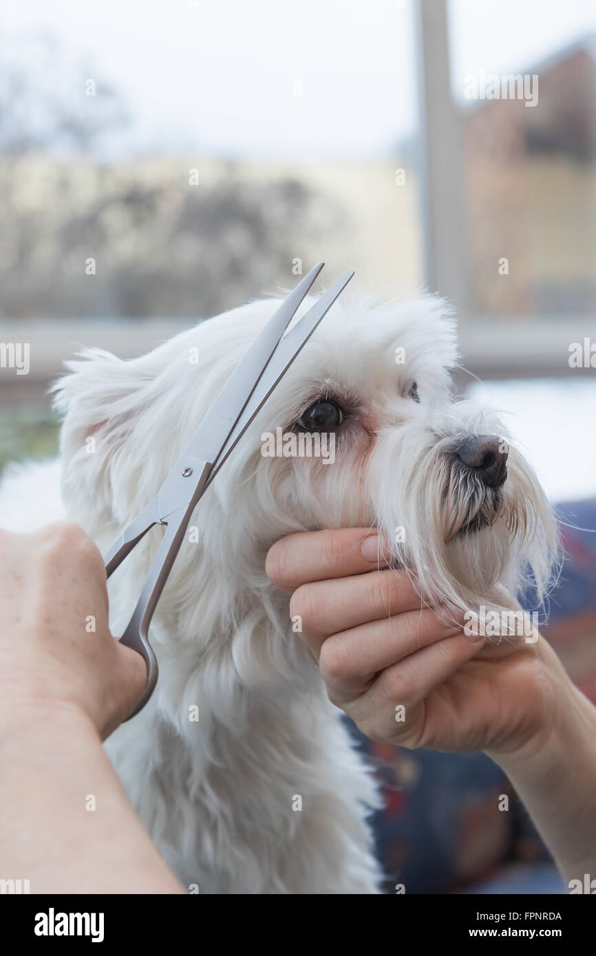 Side view of grooming fringe of white Maltese dog by scissors. Dog is ...