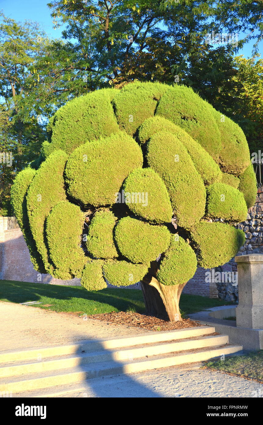 Outstanding cypress trees in Retiro Park in Madrid, Spain Stock Photo ...