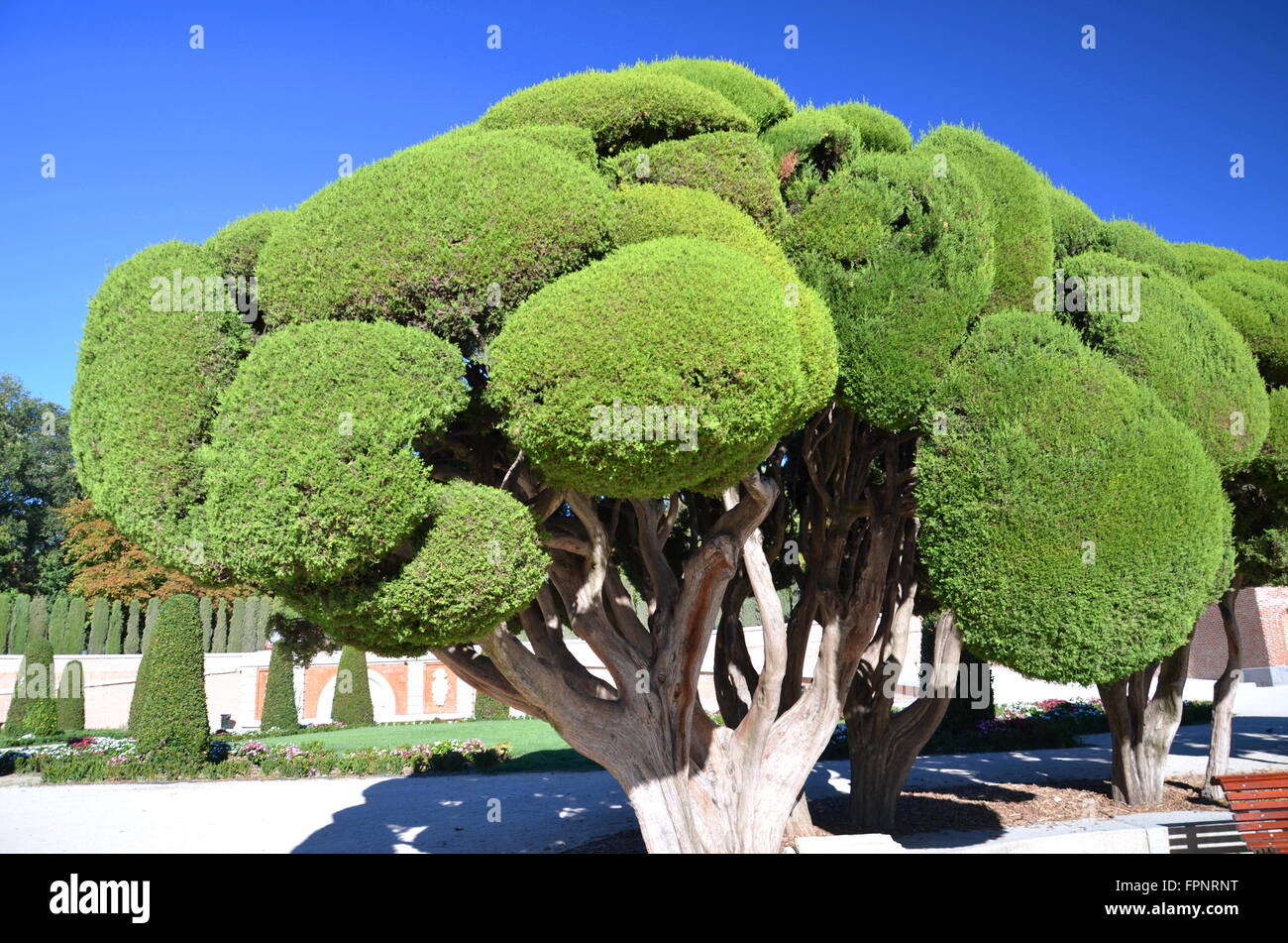 Outstanding cypress trees in Retiro Park in Madrid, Spain Stock Photo ...