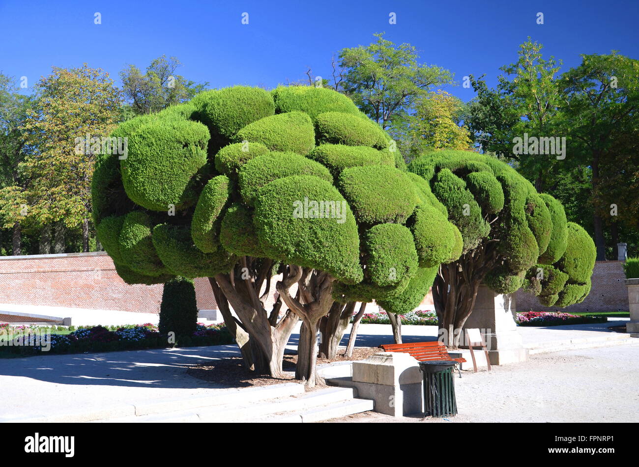 Outstanding cypress trees in Retiro Park in Madrid, Spain Stock Photo ...