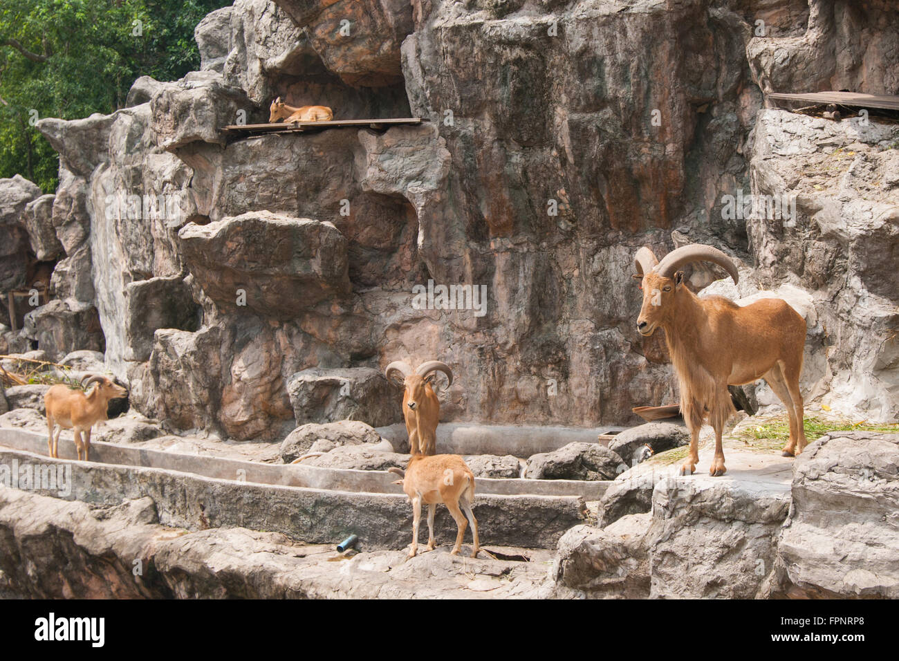 brown mountain goats herd rests in zoo Stock Photo - Alamy