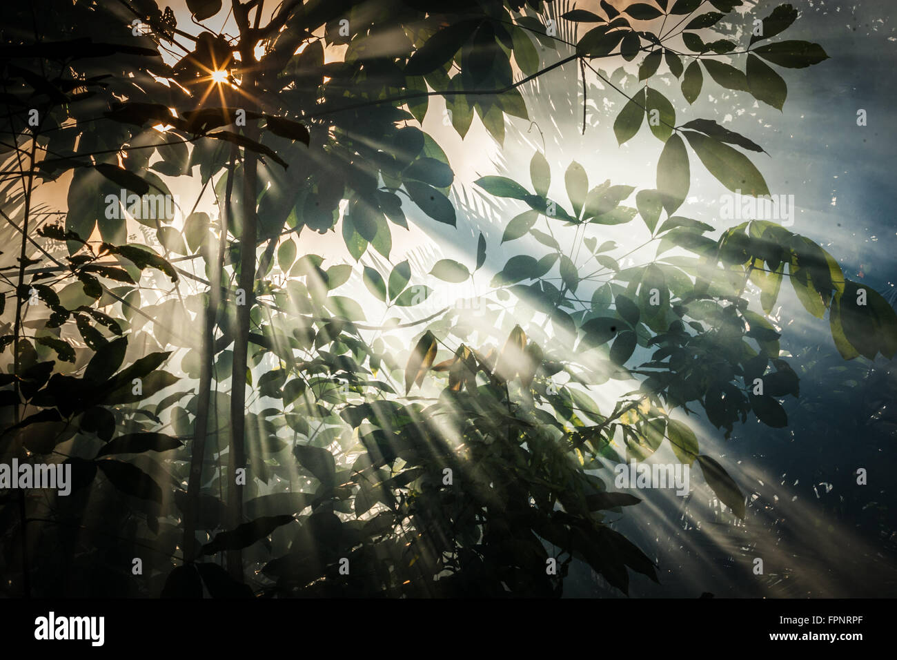 Rainforest Sunlight High Resolution Stock Photography and Images - Alamy