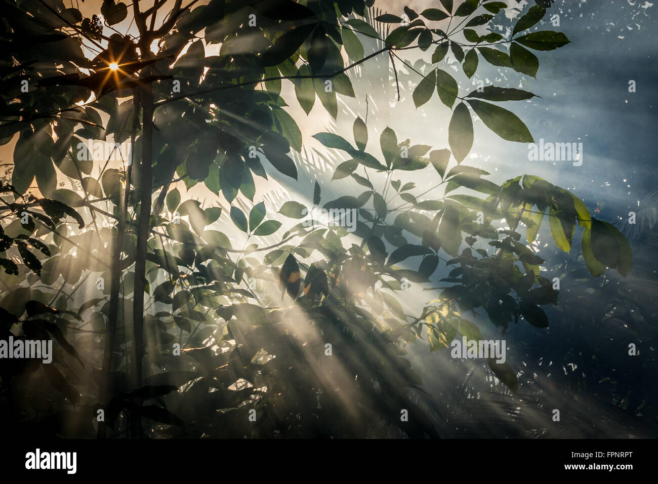 Late afternoon sun through the mist in a rainforest, Sabah, Borneo ...