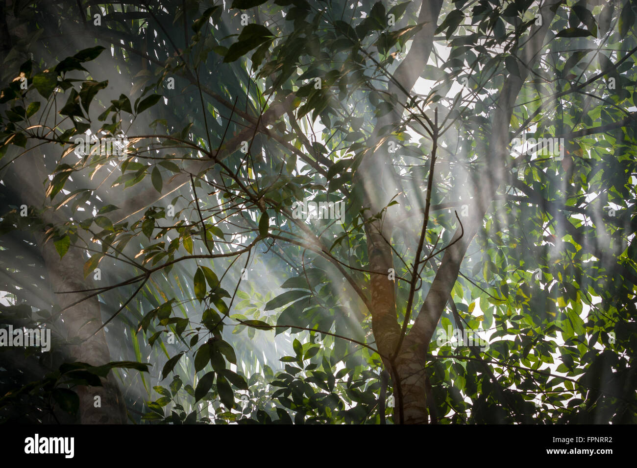 Late afternoon sun through the mist in a rainforest, Sabah, Borneo ...