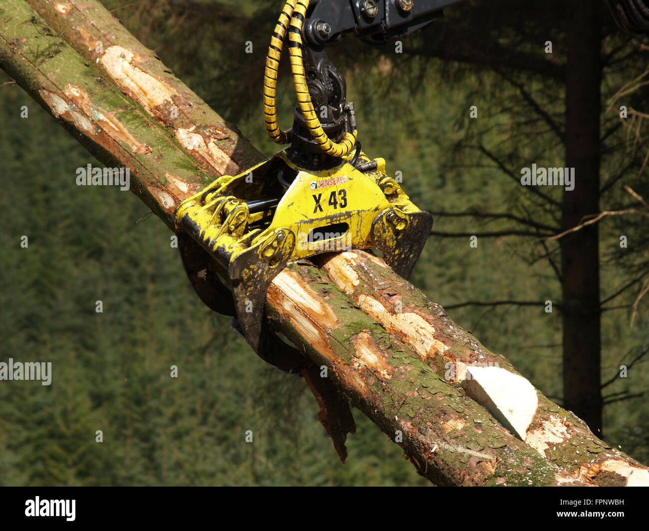 A forwarder vehicle harvesting and processing pine trees for timber ...