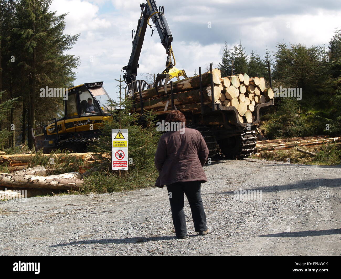 A forwarder vehicle harvesting and processing pine trees for timber ...