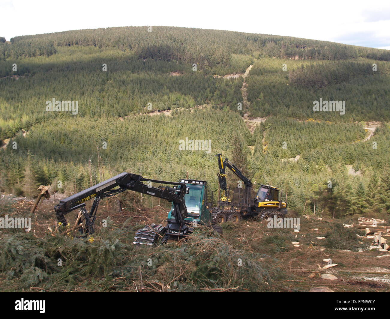 A forwarder vehicle harvesting and processing pine trees for timber ...