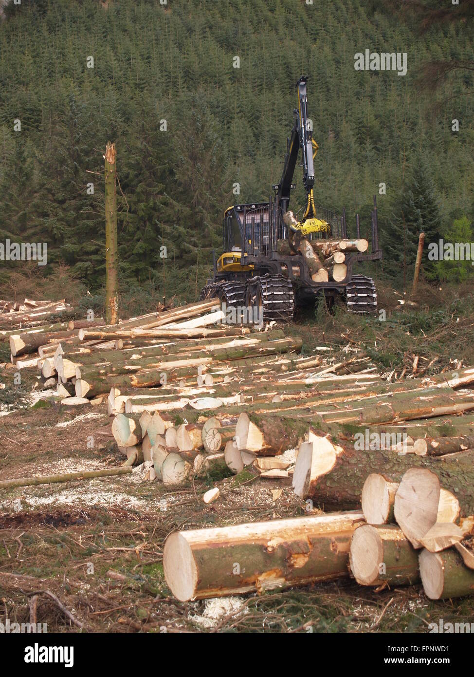 A forwarder vehicle harvesting and processing pine trees for timber ...