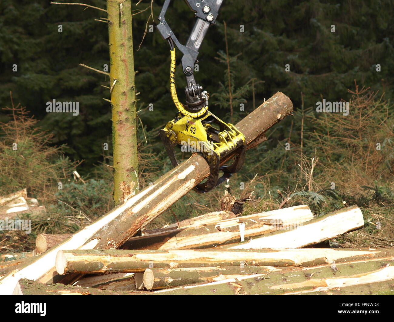 A forwarder vehicle harvesting and processing pine trees for timber ...