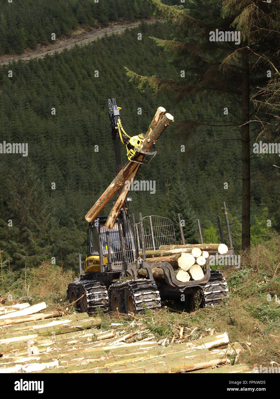A forwarder vehicle harvesting and processing pine trees for timber ...