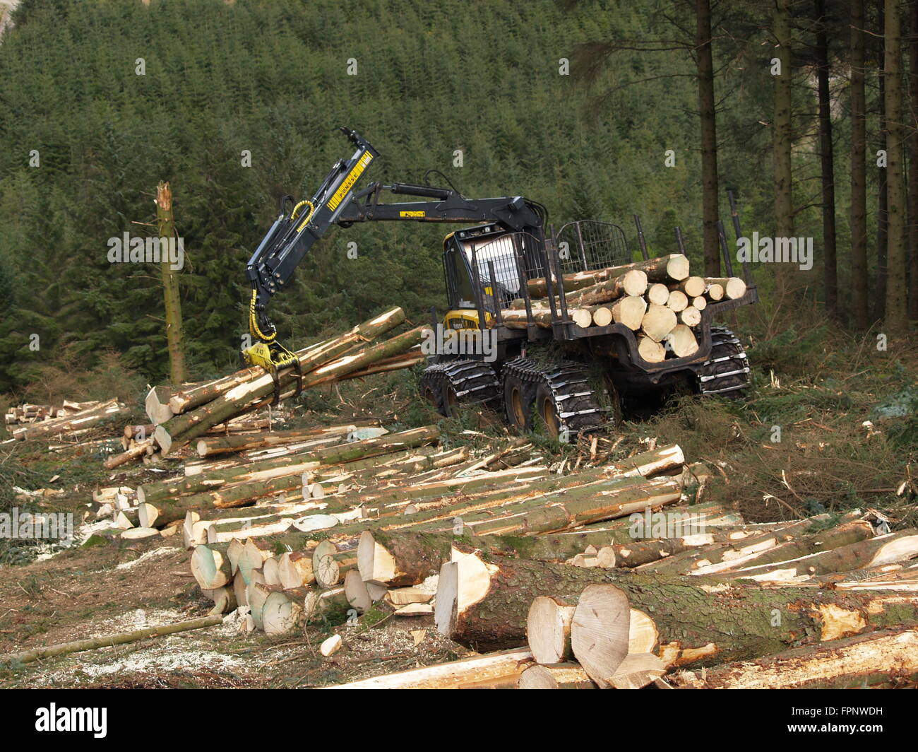 A forwarder vehicle harvesting and processing pine trees for timber ...