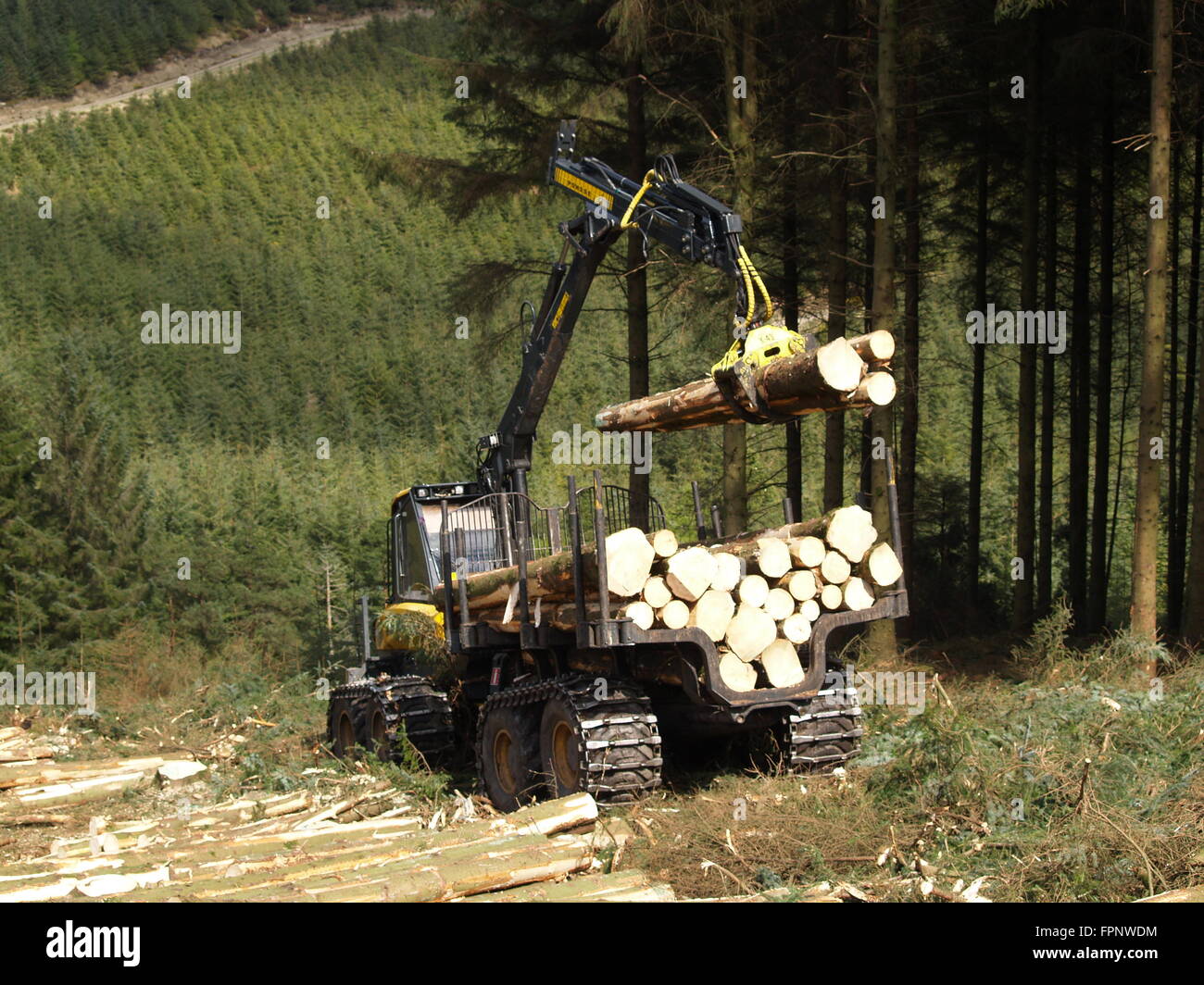 A forwarder vehicle harvesting and processing pine trees for timber ...
