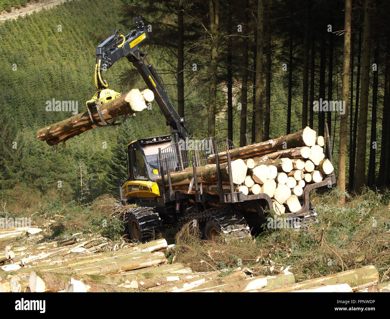 A forwarder vehicle harvesting and processing pine trees for timber ...