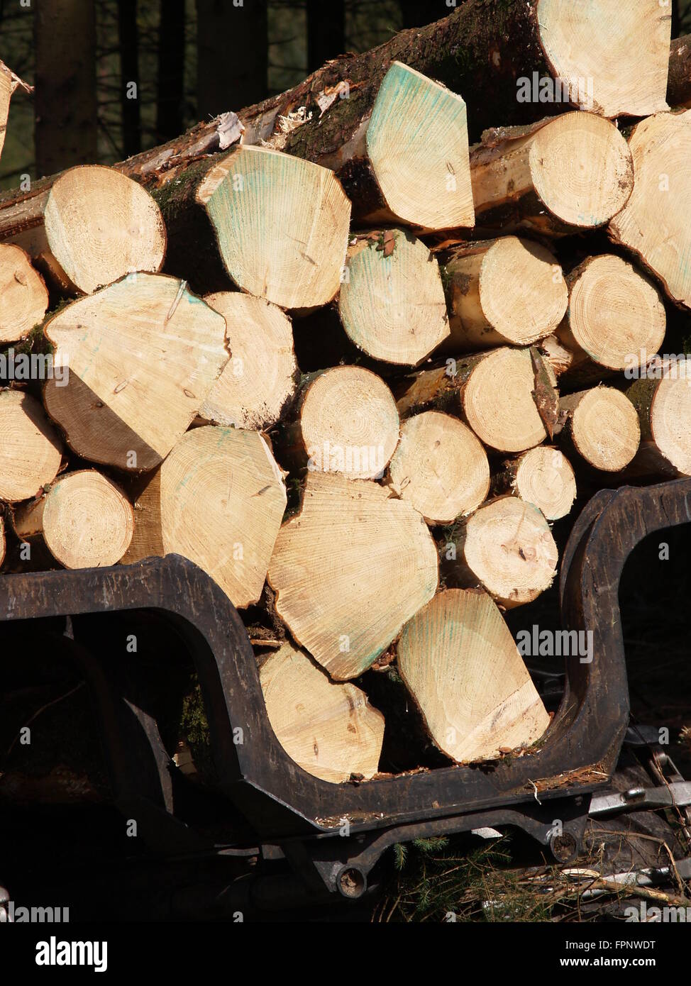 A forwarder vehicle harvesting and processing pine trees for timber ...