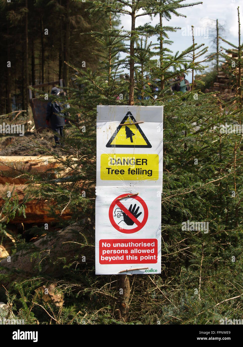 A warning sign within a pine tree coniferous plantation warning about ...
