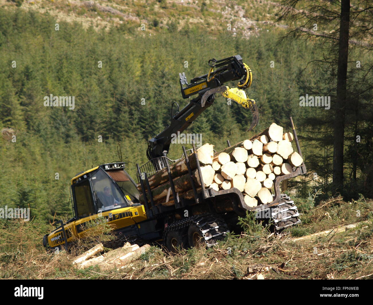 A forwarder vehicle harvesting and processing pine trees for timber ...